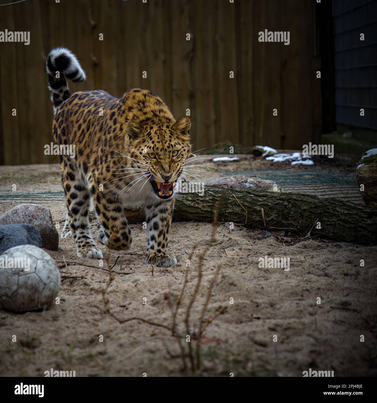 Amur leopard habitat hi-res stock photography and images - Alamy