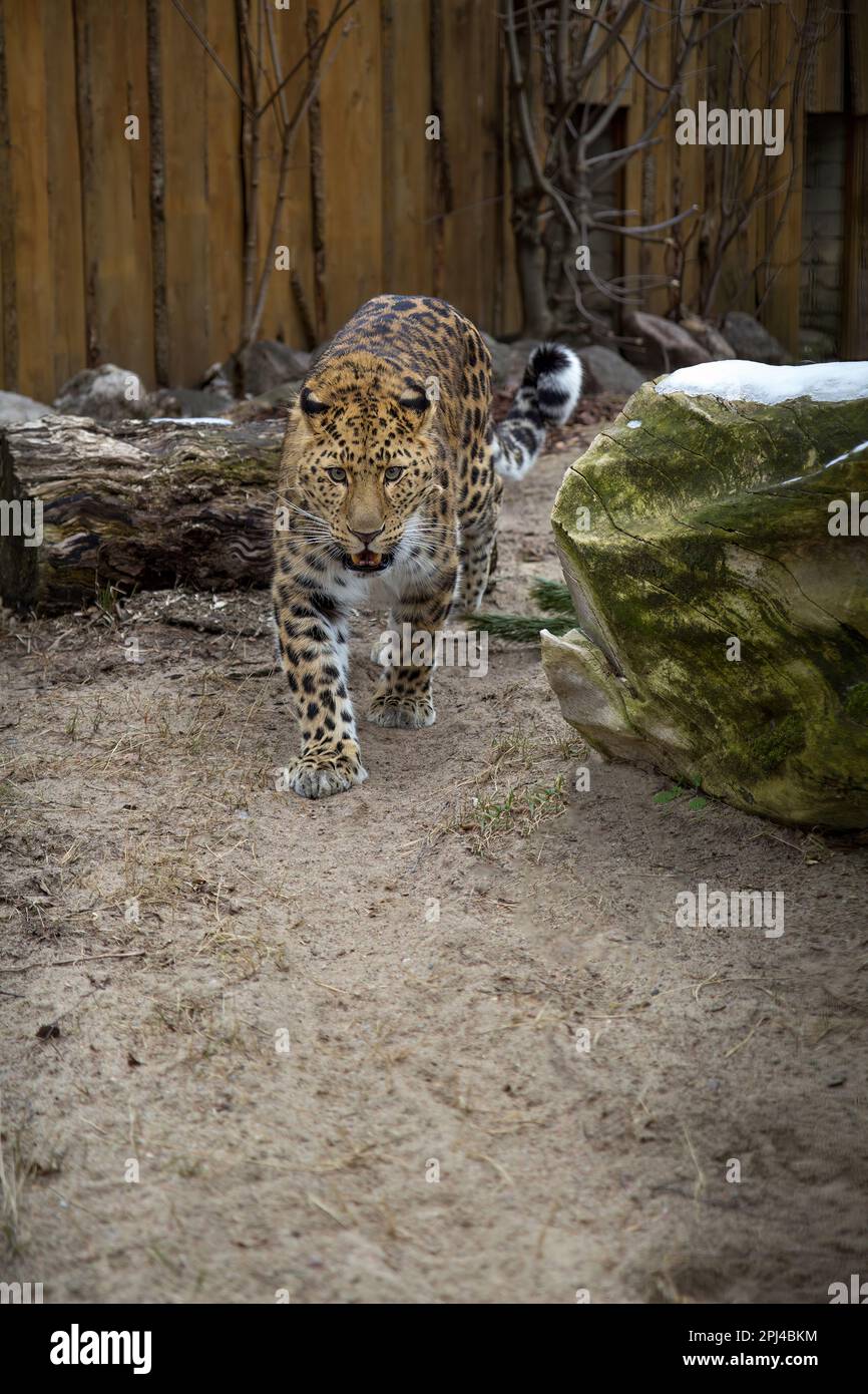 Far Eastern leopard and its life in the zoo. an endangered species of ...