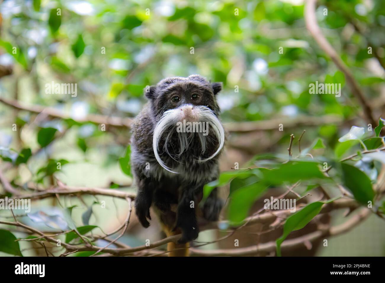 Bearded emperor tamarin monkey Stock Photo - Alamy