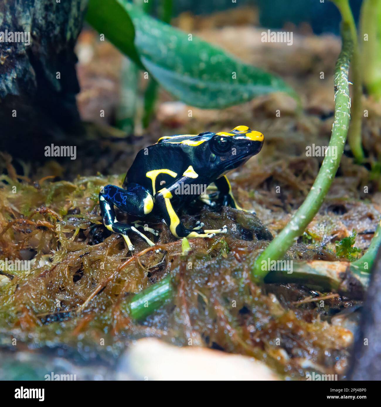 Poison dart frog also known as poison arrow frog Stock Photo - Alamy