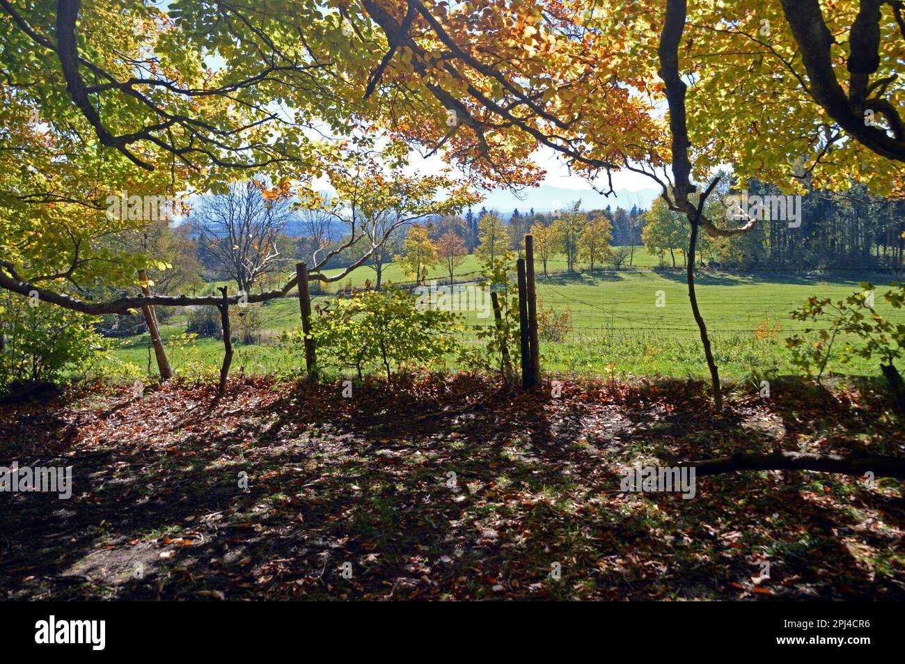 Germany, Upper Bavaria, Tutzing: view from under the ancient beech ...