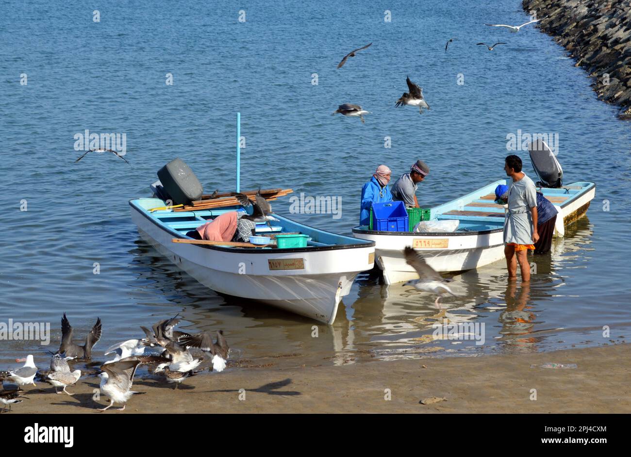 Oman, Barka: unloading the latest catch from the fishing boats ...