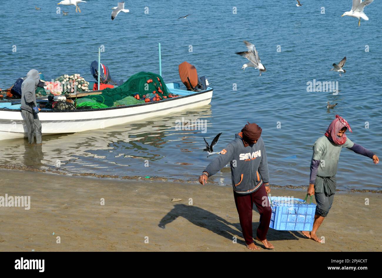 Oman, Barka: unloading the latest catch from the fishing boats ...