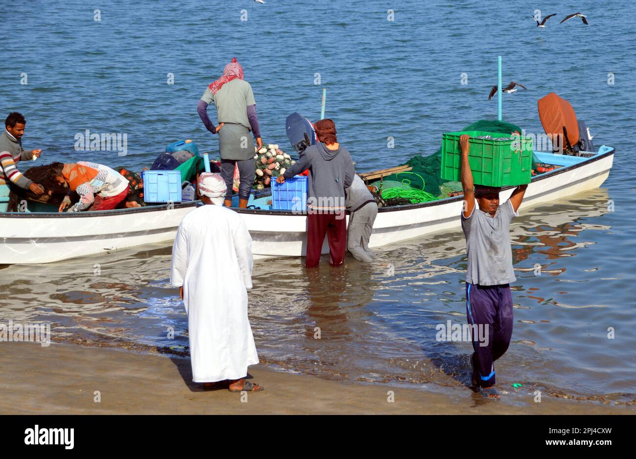 Oman, Barka: unloading the latest catch from the fishing boats ...