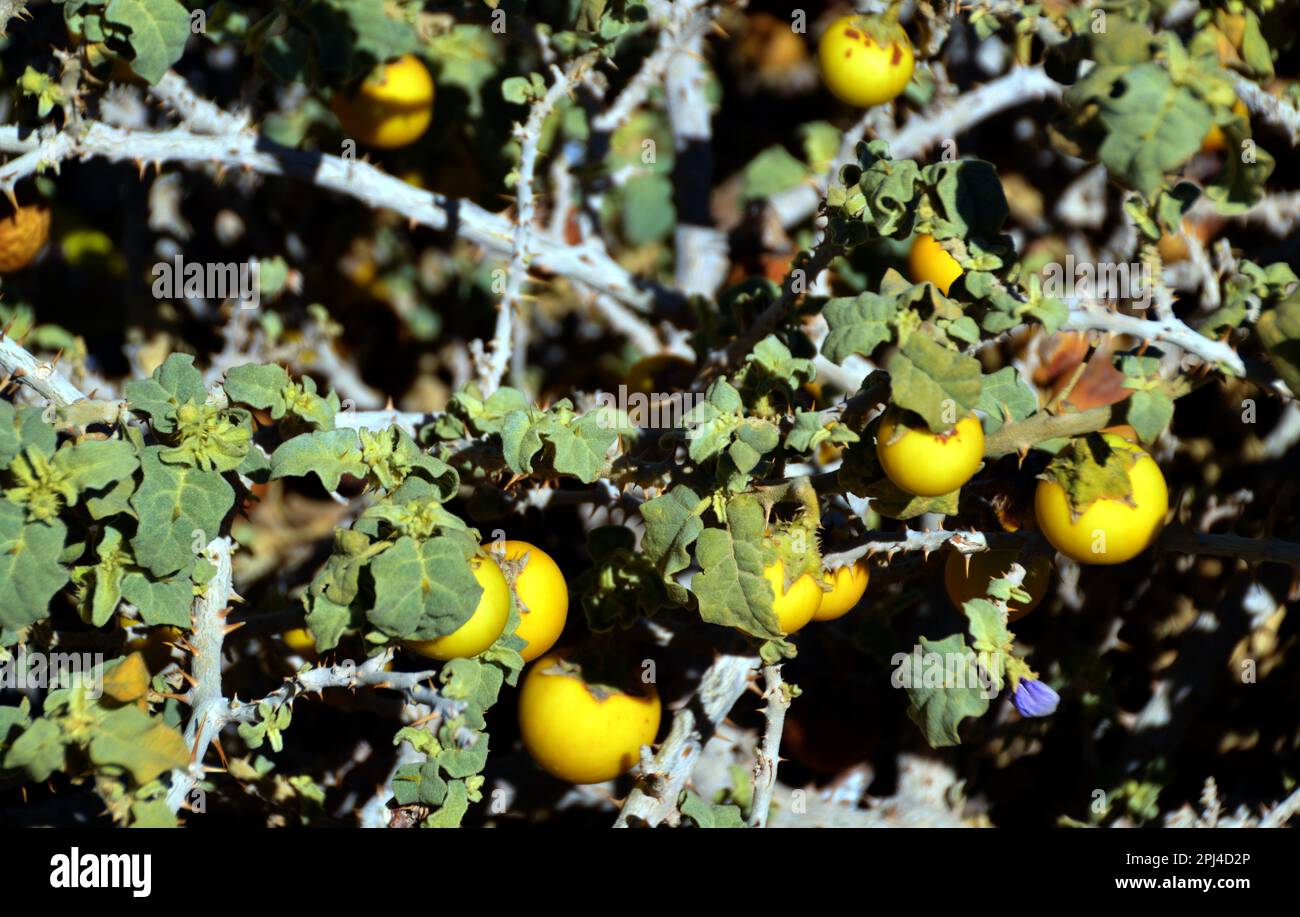 Fruits of the Thorn Apple bush (Solanum incanum) on the Saiq Plateau ...