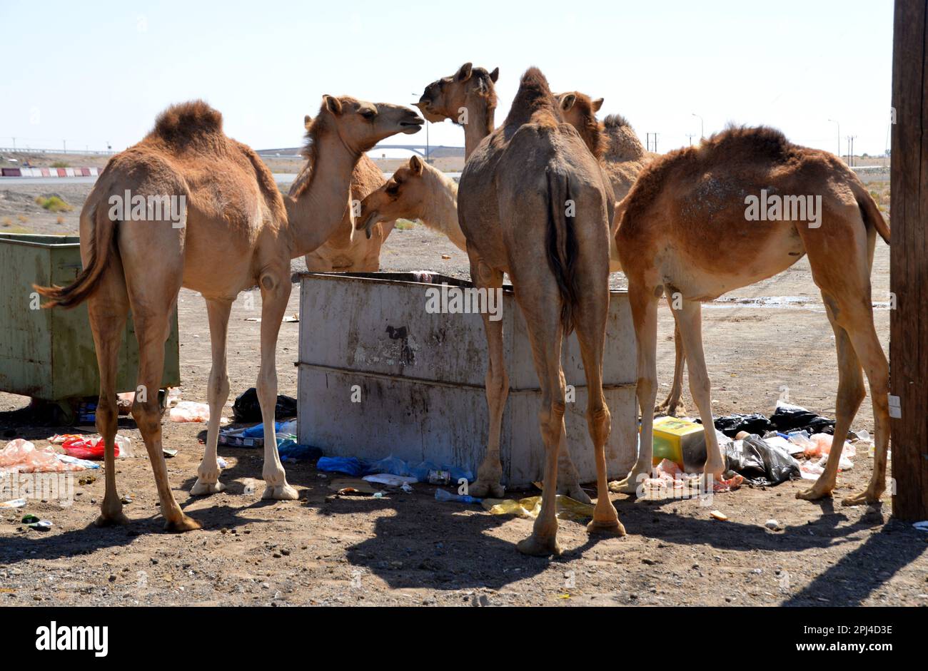 Oman: "Camel waste disposal unit": camels making a meal from a refuse ...