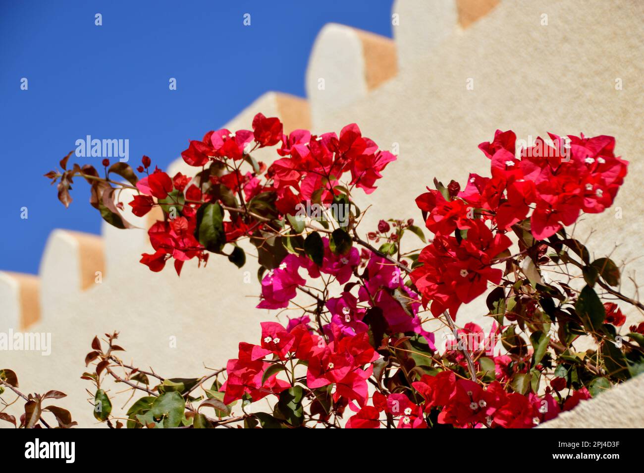 Oman: colourful Bougainvillea flowers near Wadi al Khalid Stock Photo ...