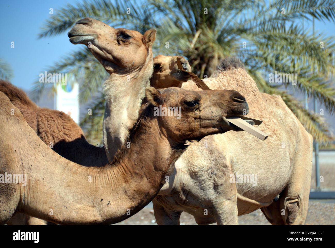 Oman: "Camel waste disposal unit": camels eating cardboard cartons from ...