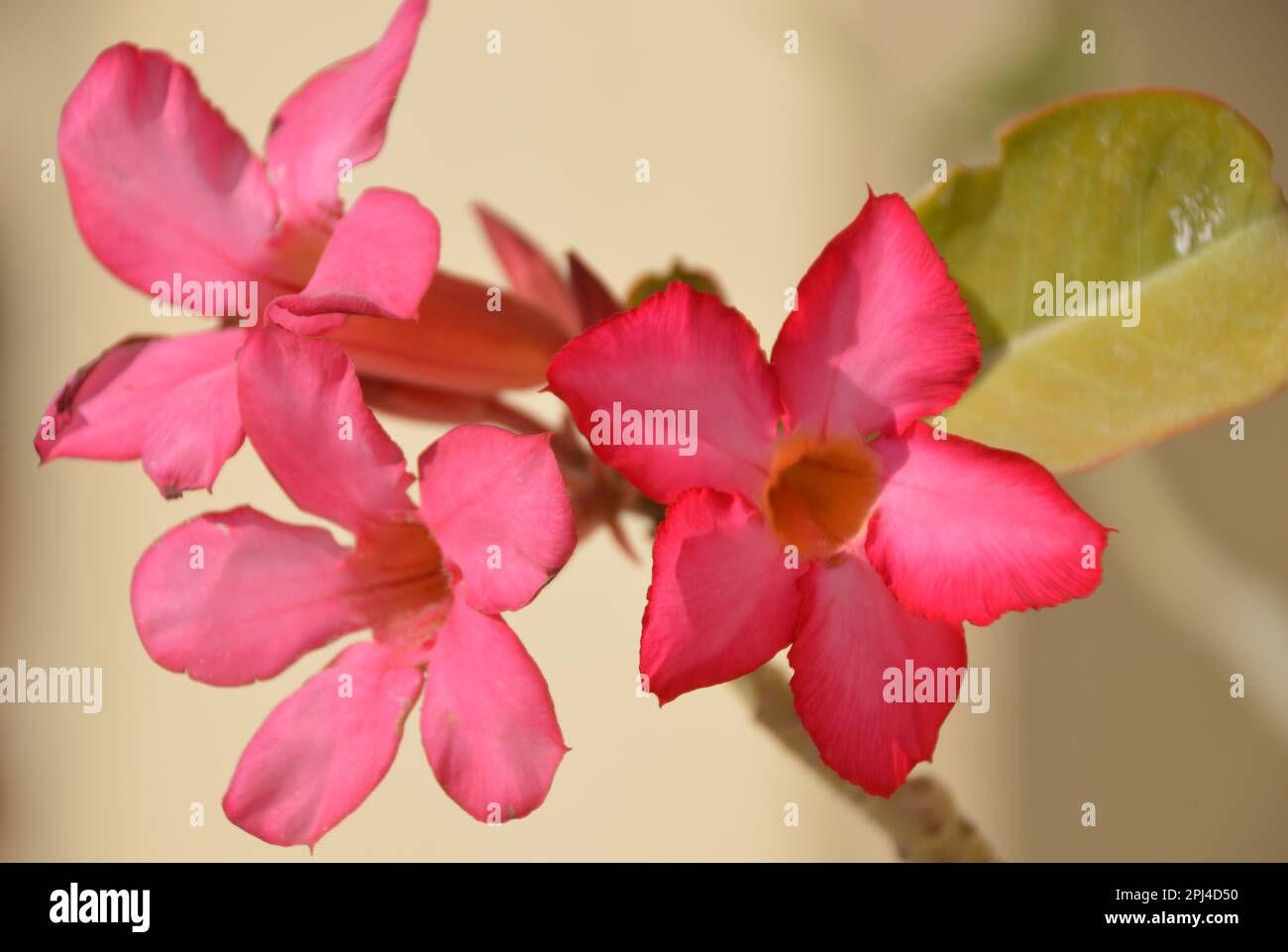 Oman, Duqm: flowers of Desert Rose (Adenium arabicum = obesum Stock ...