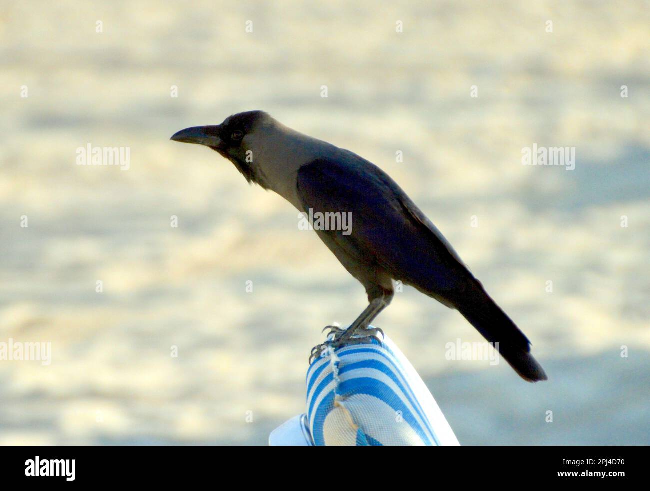 Indian House Crow (Corvus splendens) at Salalah, Oman Stock Photo - Alamy