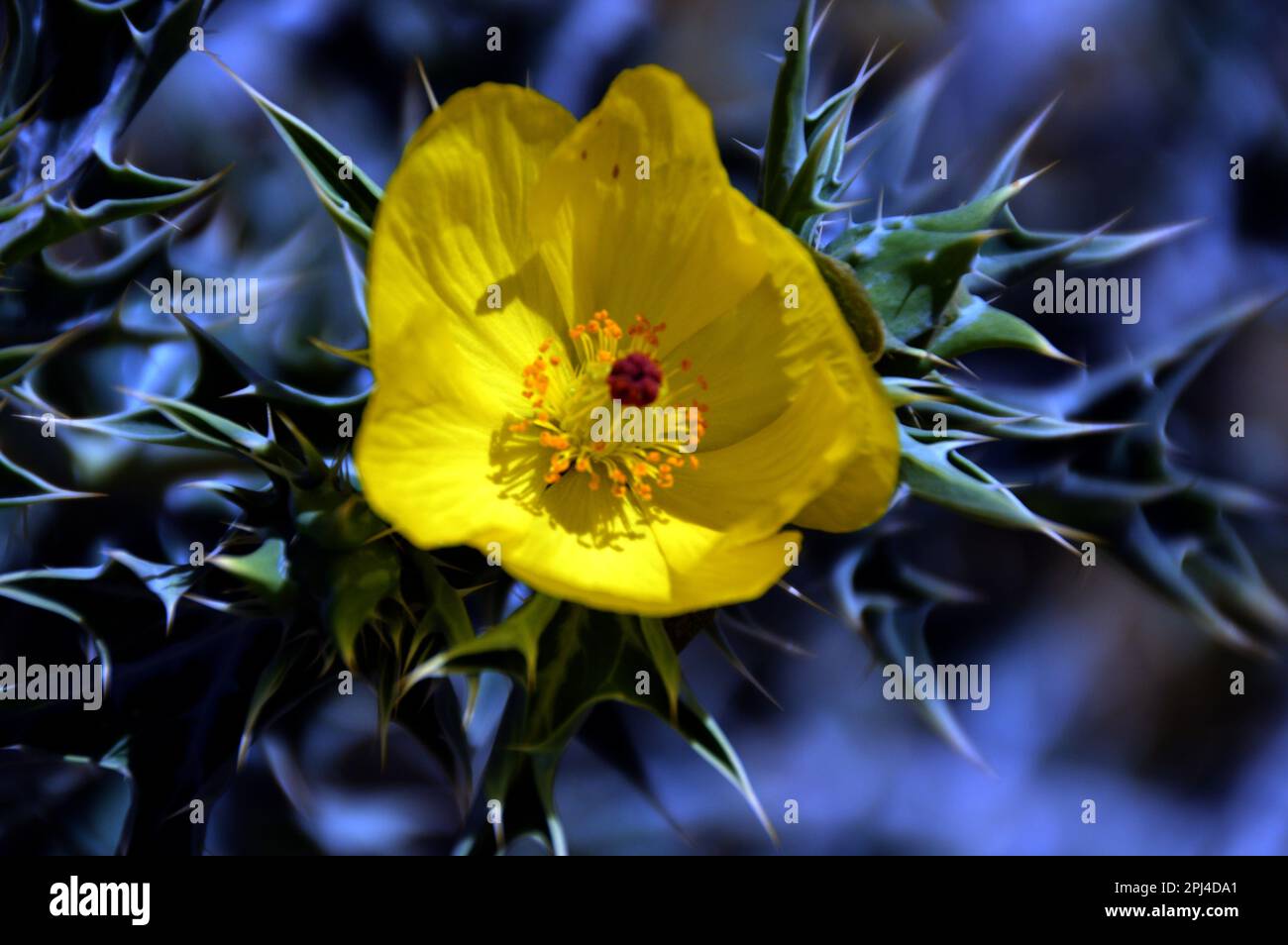 Flower of Mexican Prickly Poppy (Argemone mexicana) in Salalah, Oman ...