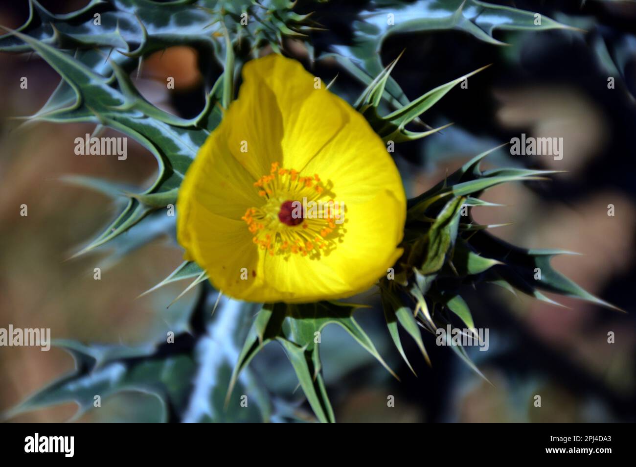 Flower of Mexican Prickly Poppy (Argemone mexicana) in Salalah, Oman ...