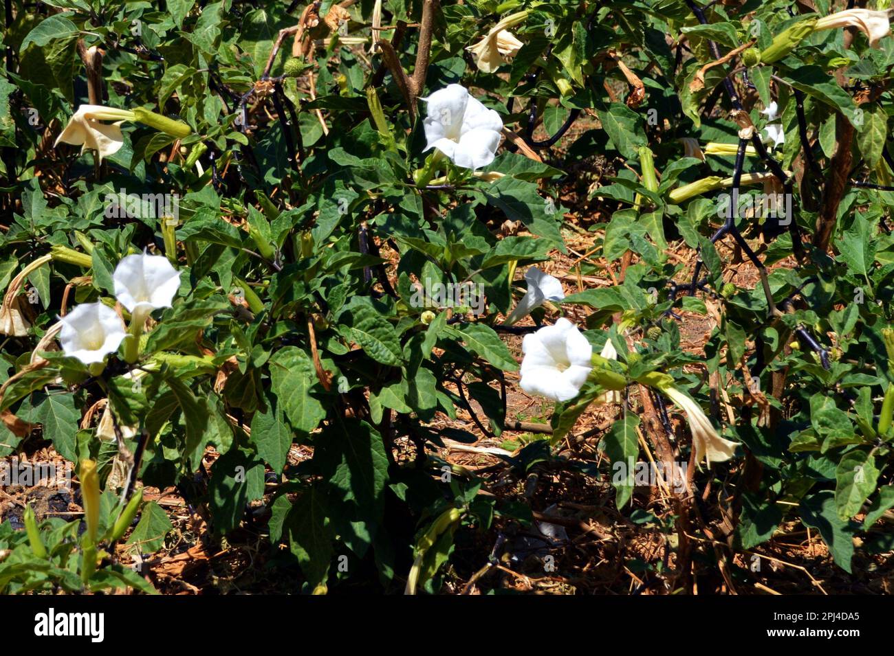 Devils thorn flowers hi-res stock photography and images - Alamy