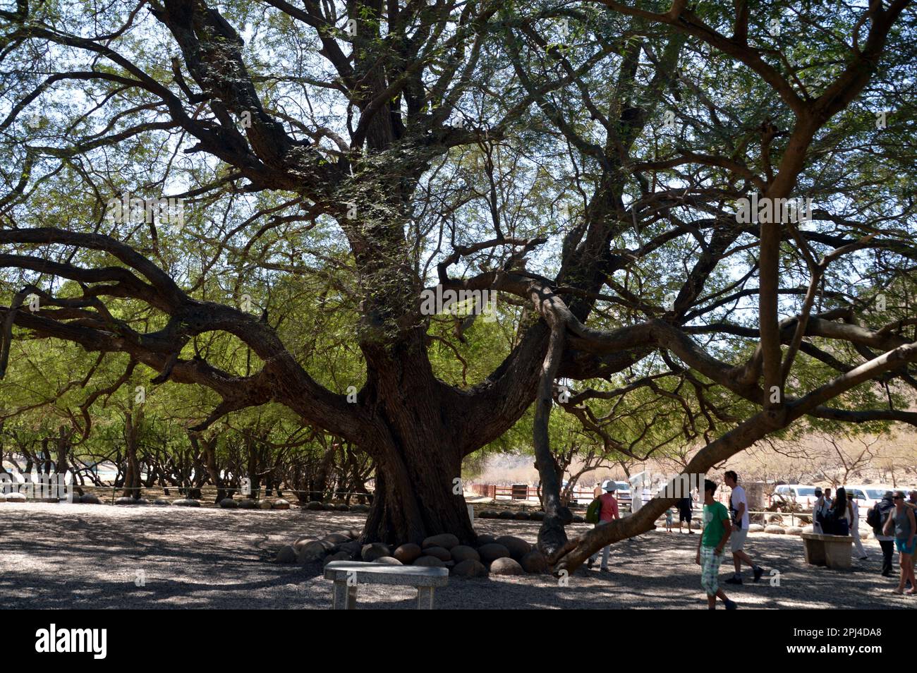 Oman, Wadi Darbat: a large Tamarind tree (Tamarindus indica) provides ...