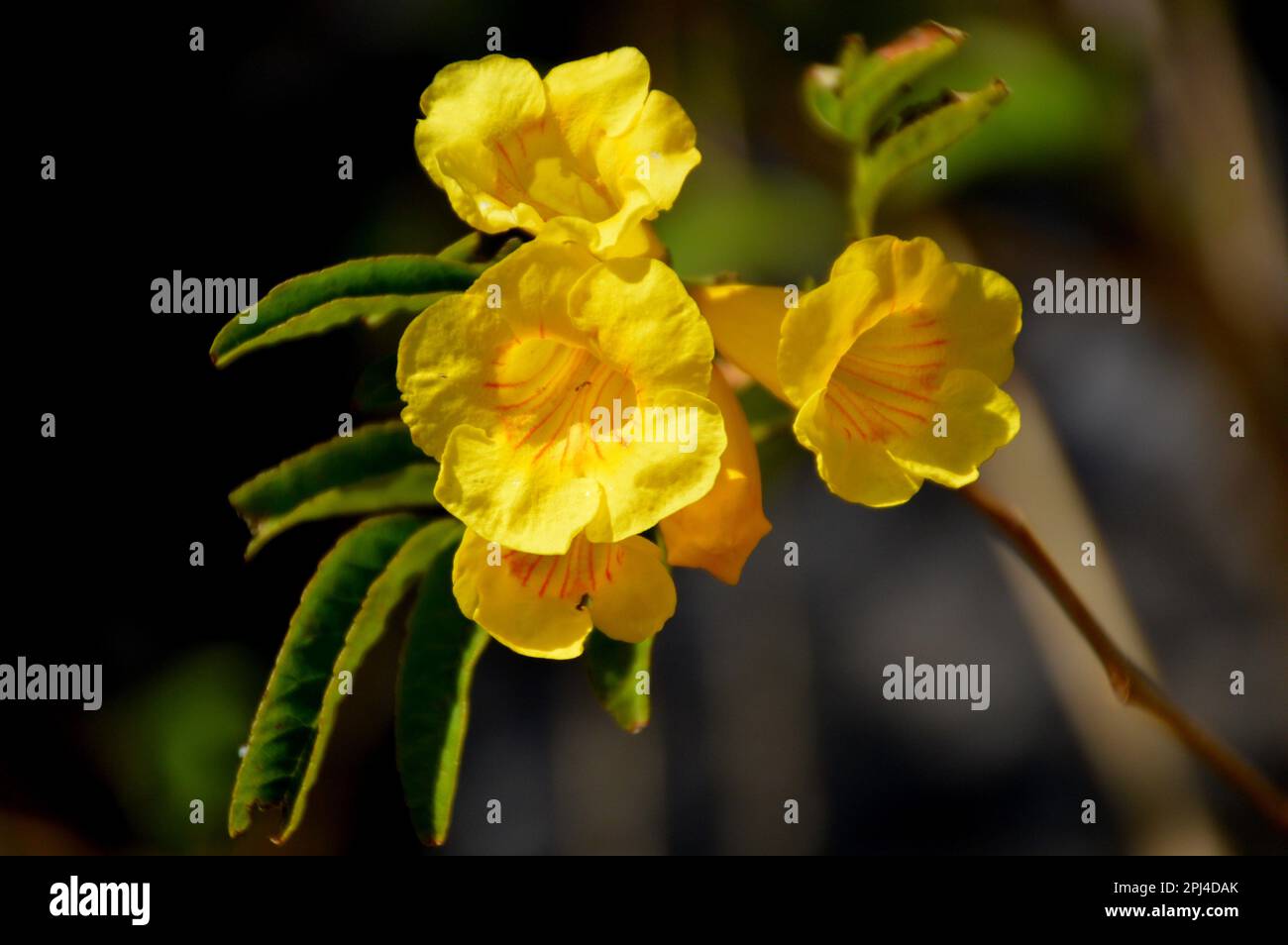 Yellow desert flower in Ain Razat, Oman Stock Photo - Alamy