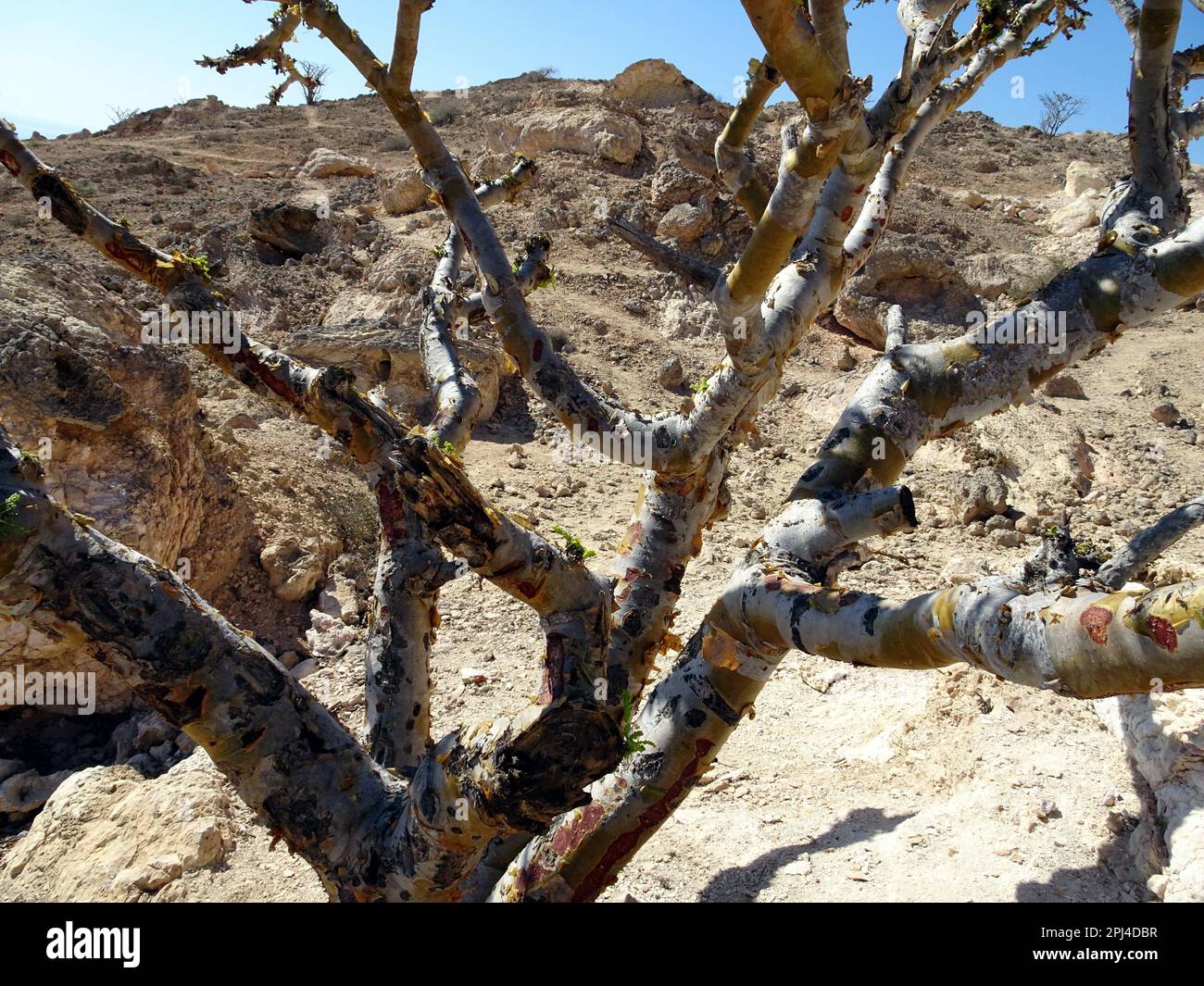 Oman: a frankincense tree (Boswellia sacra) nearTaqah, growing in ...
