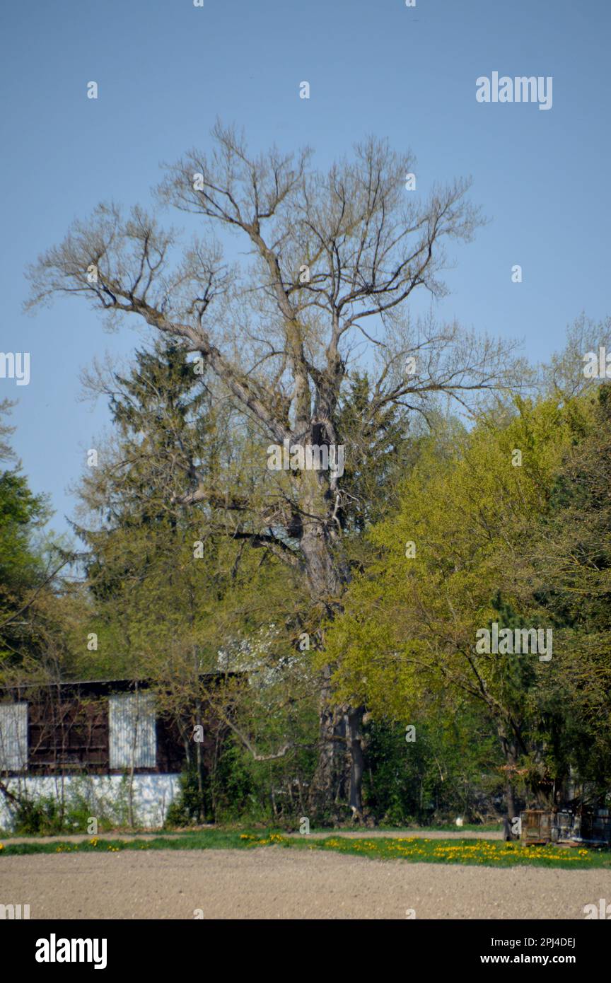 Germany, Upper Bavaria, Garching: Black Poplar (Populus nigra), a ...