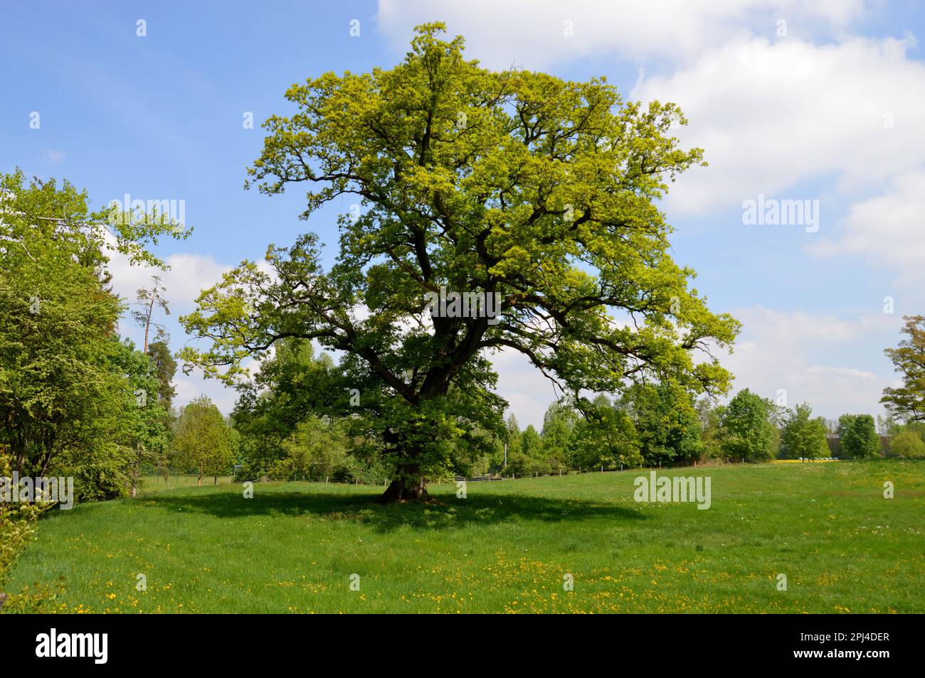 Germany, Upper Bavaria, Iffeldorf: a mature oak tree (Quercus robur ...