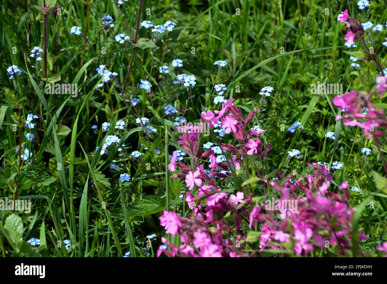 Flowers of Forget-me-not (Mysotis alpestris) and Red German Catchfly ...