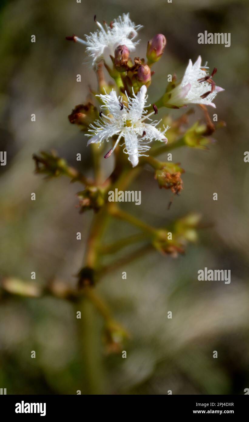 Flowers of Bogbean (Menyanthes trifoliata) on Kranzberg Stock Photo - Alamy