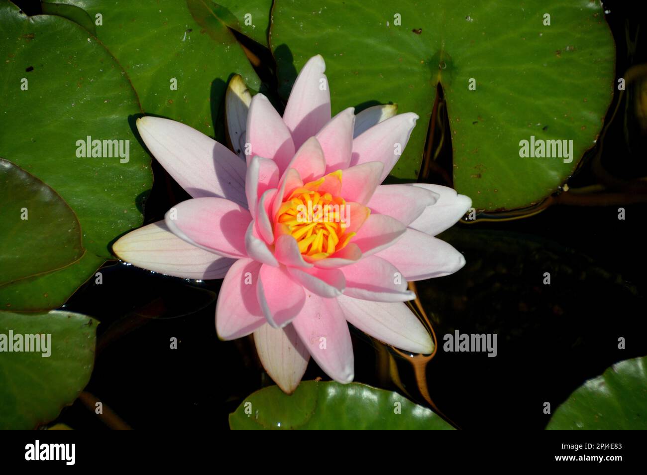 England, Kent, Ightham Mote (National Trust): in a secluded part of ...