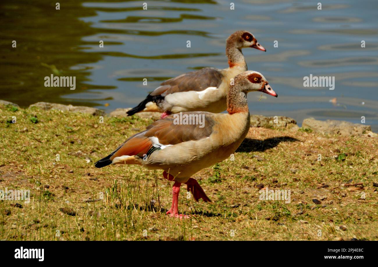 Egyptian Geese (Alopochen aegyptiaca Stock Photo - Alamy