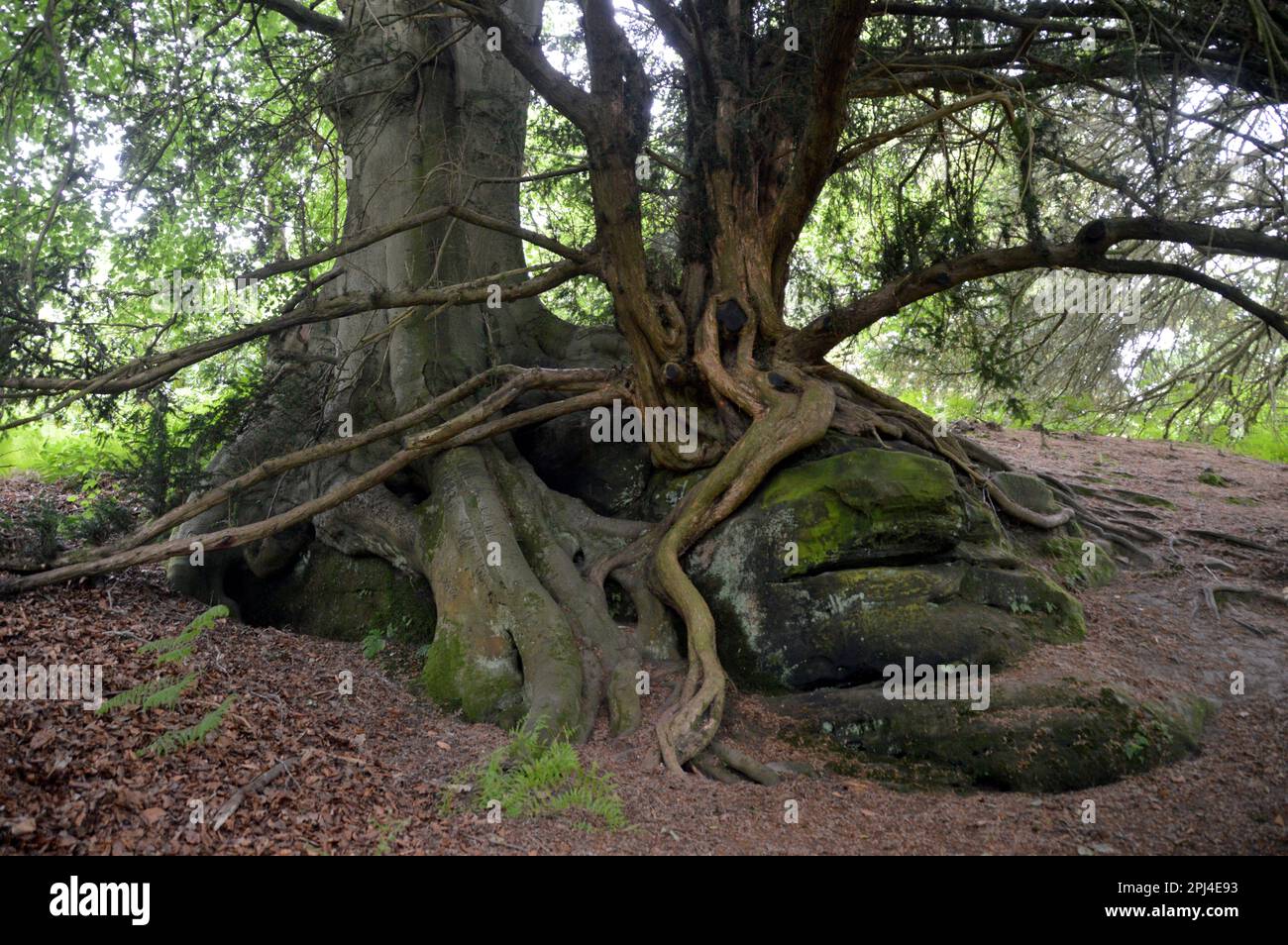 England, West Sussex, Wakehurst (National Trust/Royal Botanic Gardens ...