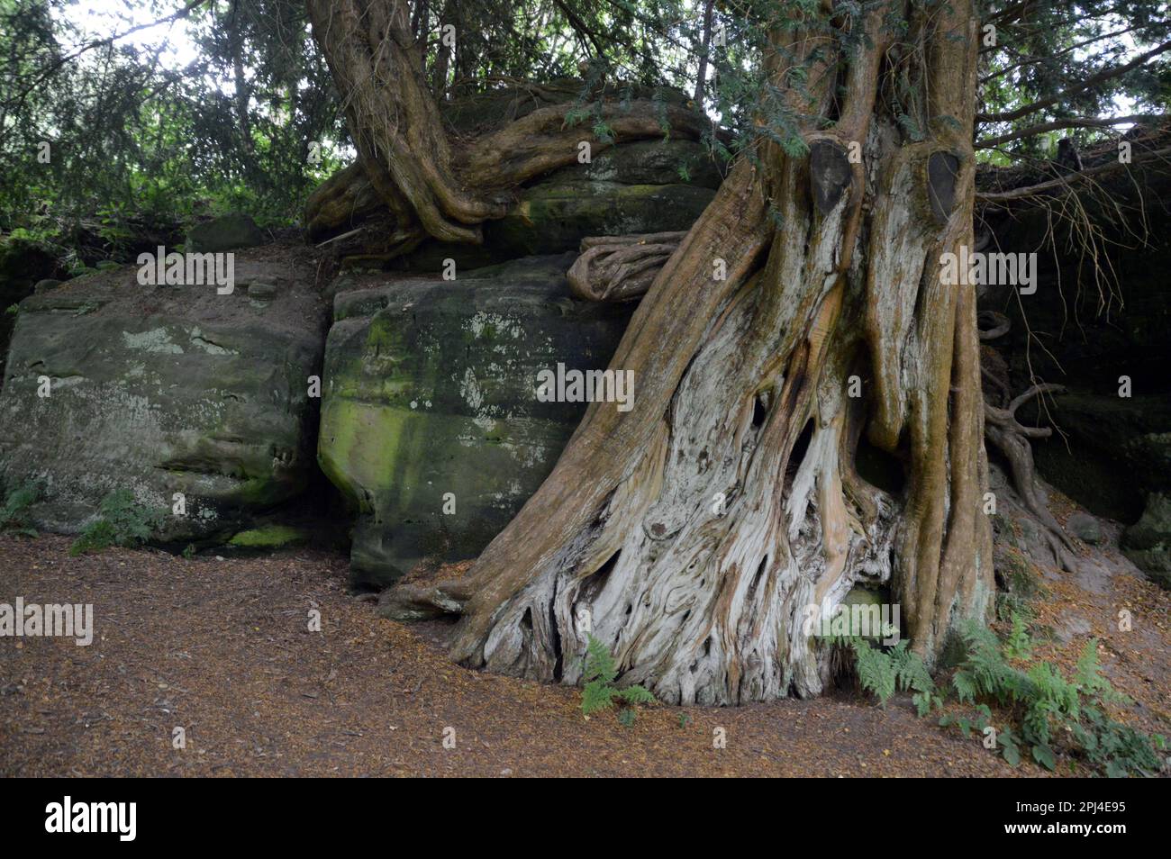 England, West Sussex, Wakehurst (National Trust/Royal Botanic Gardens ...