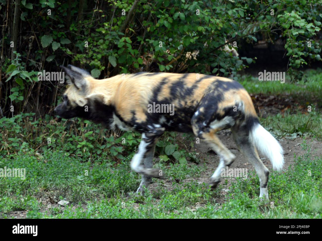African wild dog or African painted dog (Lycaon pictus) in Dublin Zoo ...