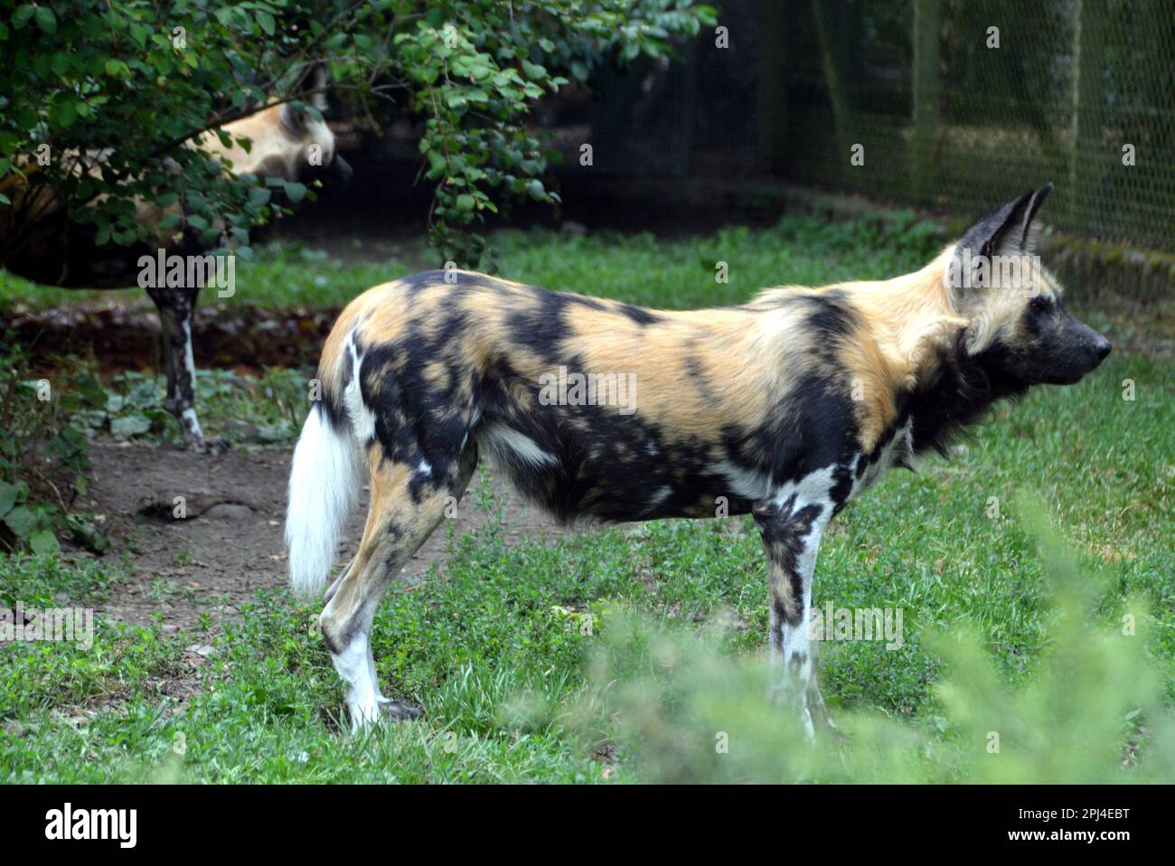 African wild dog or African painted dog (Lycaon pictus) in Dublin Zoo ...