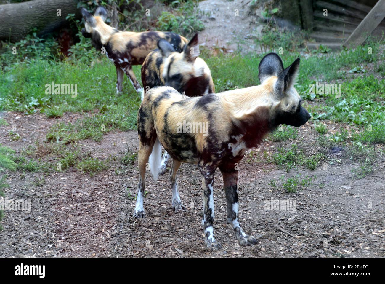 African wild dog or African painted dog (Lycaon pictus) in Dublin Zoo ...