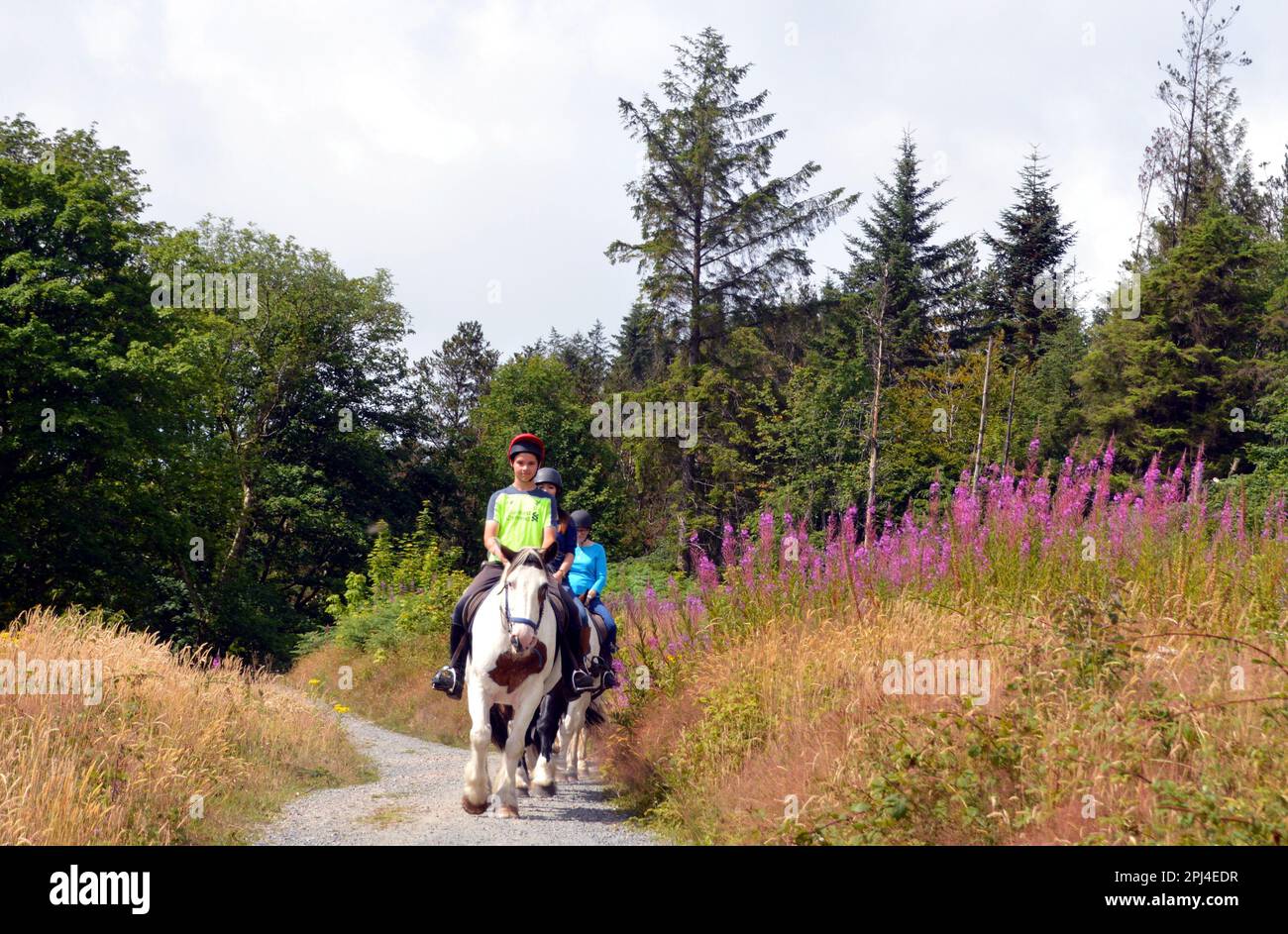 Northern Ireland, County Down, Castlewellan Forest Park: the castle was ...