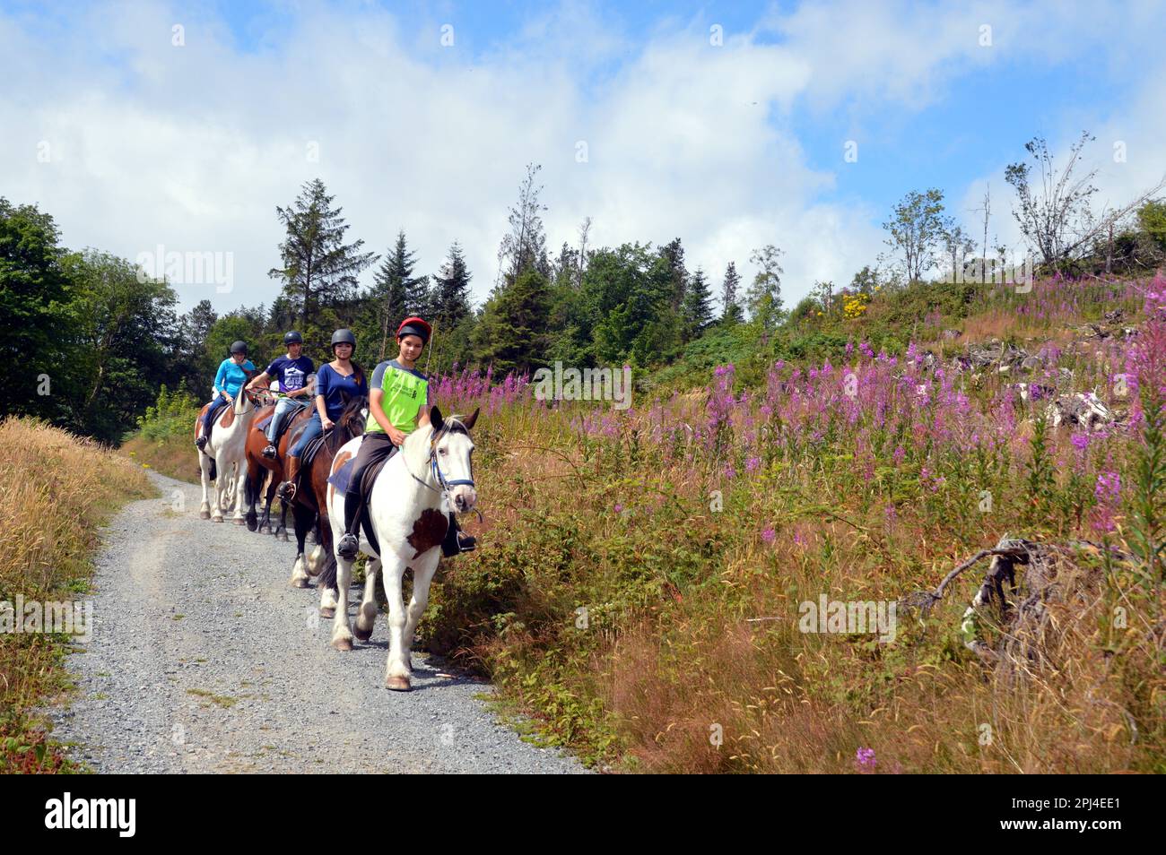 Northern Ireland, County Down, Castlewellan Forest Park: the castle was ...