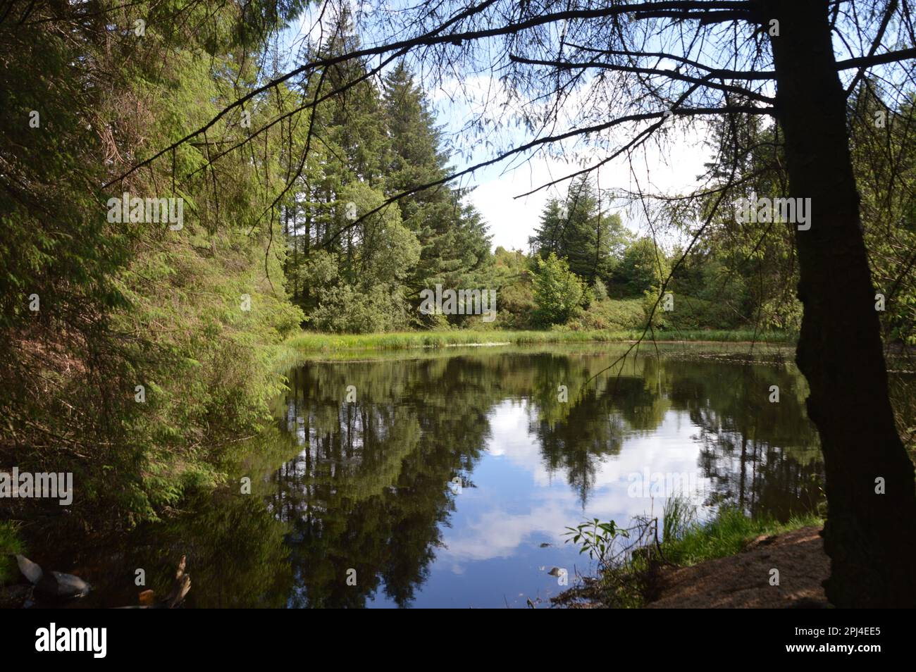 Northern Ireland, County Down, Castlewellan Forest Park: the castle was ...