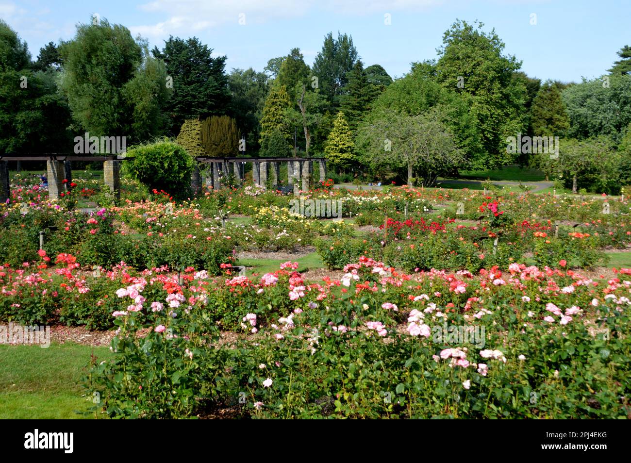 Northern Ireland, Belfast: the colourful rose garden in the Botanic ...