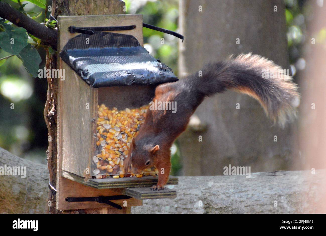 Eurasian red squirrel (Sciurus vulgaris) at a feeder at Mount Stewart ...
