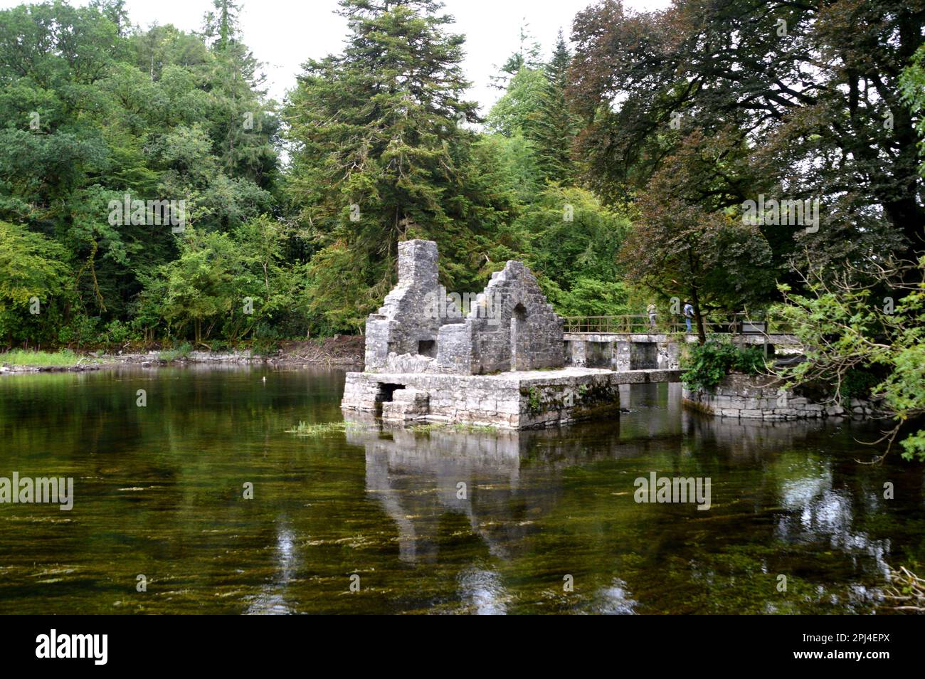 Ireland, County Mayo, Cong: ruins of Cong Abbey (Augustinian), which ...
