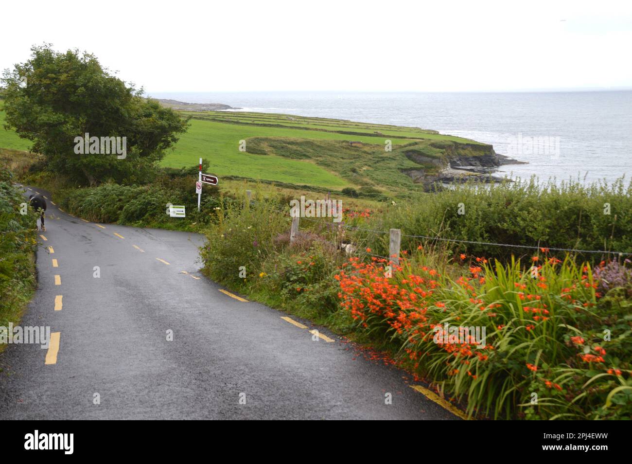 Ireland, County Kerry, Valentia Island: colourful montbretia flowers ...
