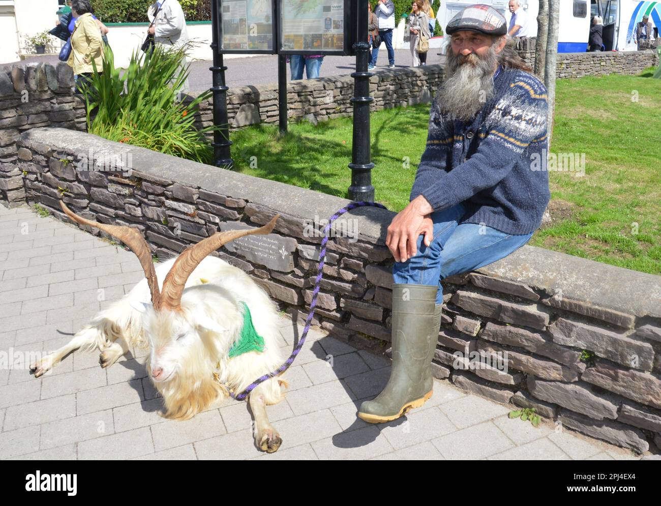 Ireland, County Kerry, Sneem: a pet goat, with a coat like silk ...