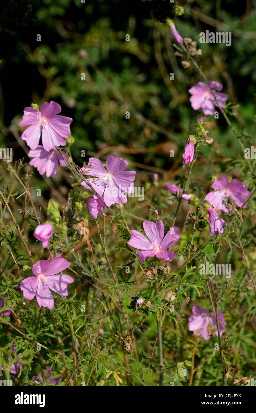 Flowers of the Hollyhock Mallow or Greater Musk-mallow or Vervain ...