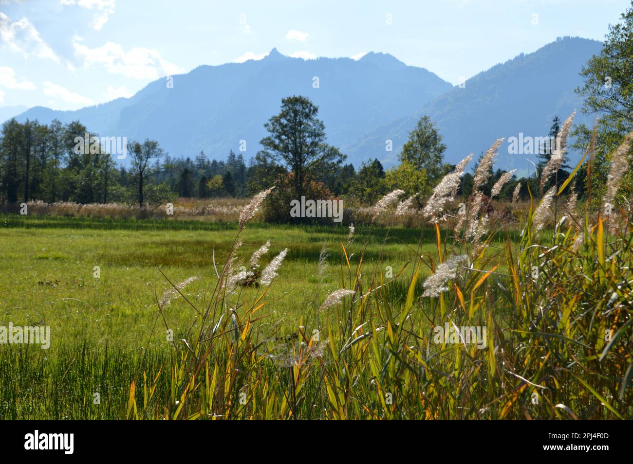 Germany, Upper Bavaria, Murnau: an autumn view of Murnauer Moos (Moss ...