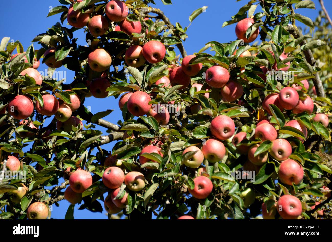 Bumper crop hi-res stock photography and images - Alamy
