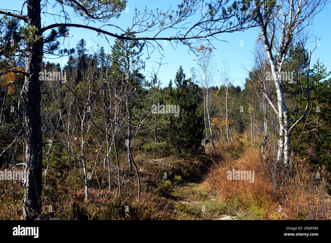 Germany, Upper Bavaria, Bad Tölz: typical moorland vegetation on ...