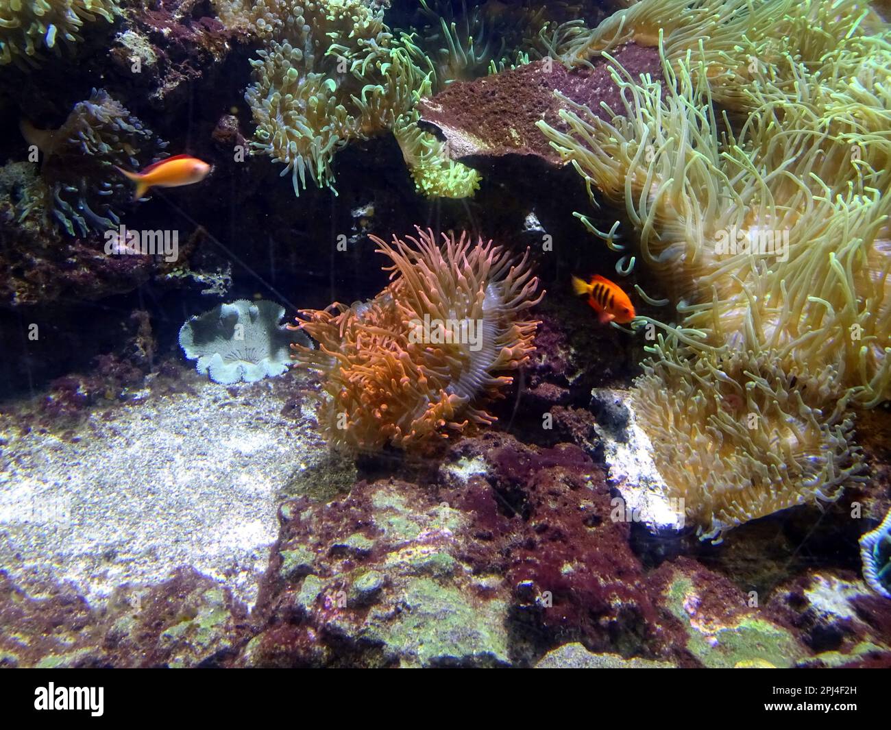 Germany, Saxony, Leipzig Zoo Aquarium: coral reef with anemones Stock ...