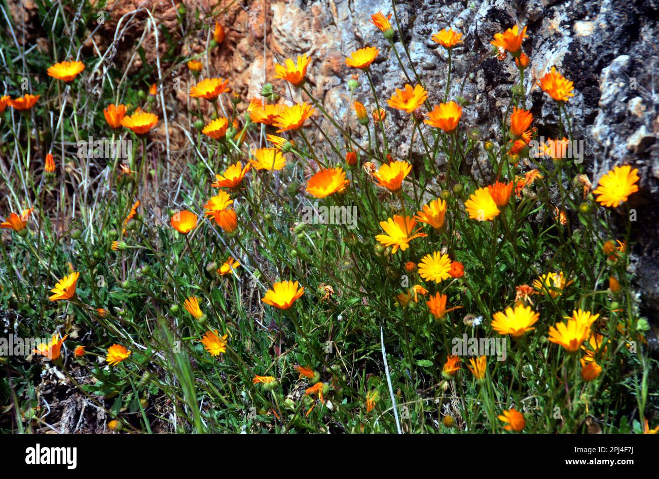 Flowers of Chamois Ragwort (Senecio doronicum) at Ifrane, Middle Atlas ...