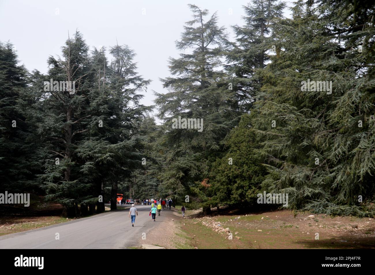 Morocco, Jebel Habri: the Atlas Cedars (Cedrus atlanticus) in the ...