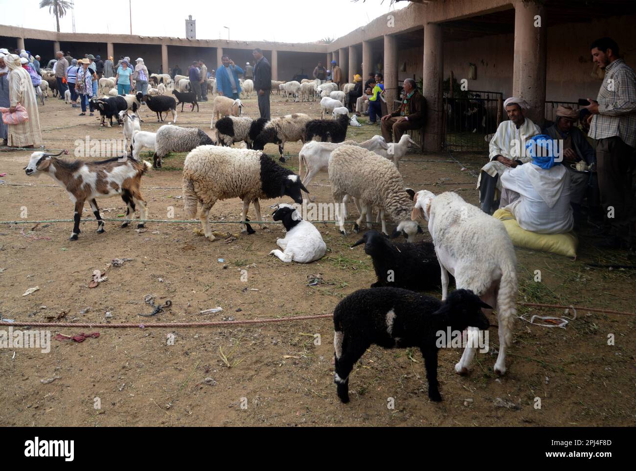 Morocco, Rissani: the sheep and goat market Stock Photo - Alamy