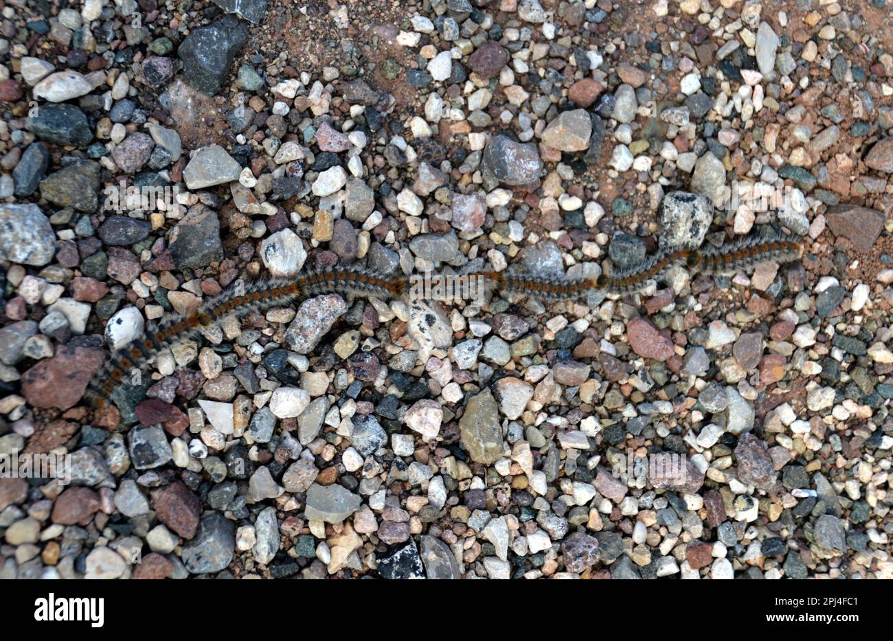 Morocco, High Atlas Mountains: caterpillars of the Pine Processionary ...
