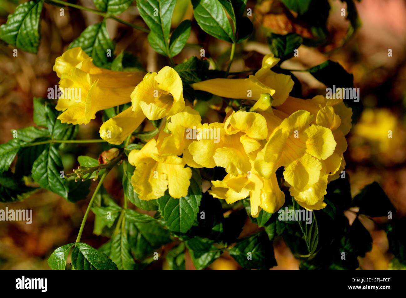 Morocco: flowers of the Yellow Trumpetbush (Tecoma stans) in Marakesh ...