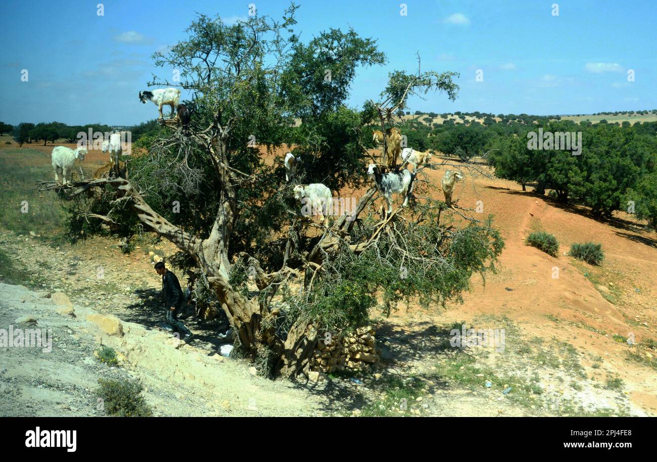 Morocco: tree-climbing goats on the road to Essaouira. The goats climb ...